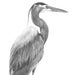 Heron Note Card Set, Wildlife Art Card, Bird Card, Heron Art, Great ...