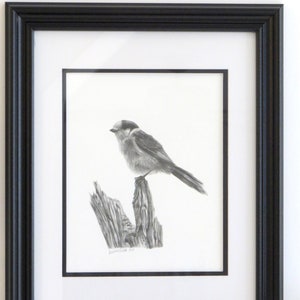 Gray Jay Art Print Bird Art Print Wildlife Decor Gift Cabin - Etsy