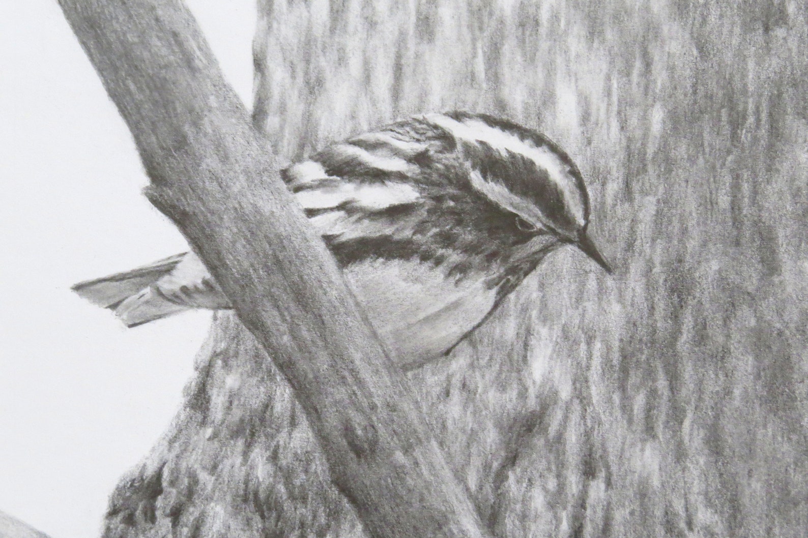 Warbler Original Art, Wildlife Art, Bird Art, Bird Original, Pencil Art ...