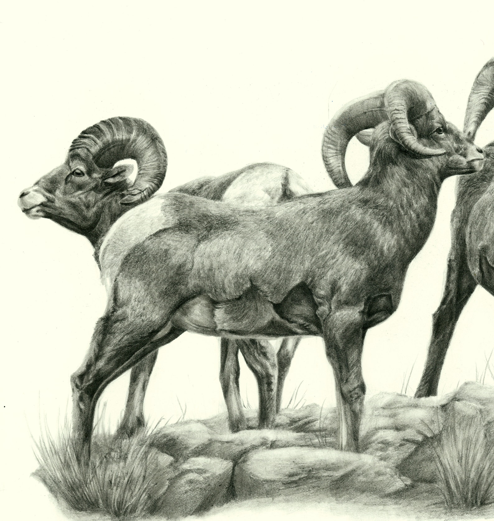 Bighorn Sheep Art Print, Bighorn Ram Pencil Drawing, Bighorn Sheep ...