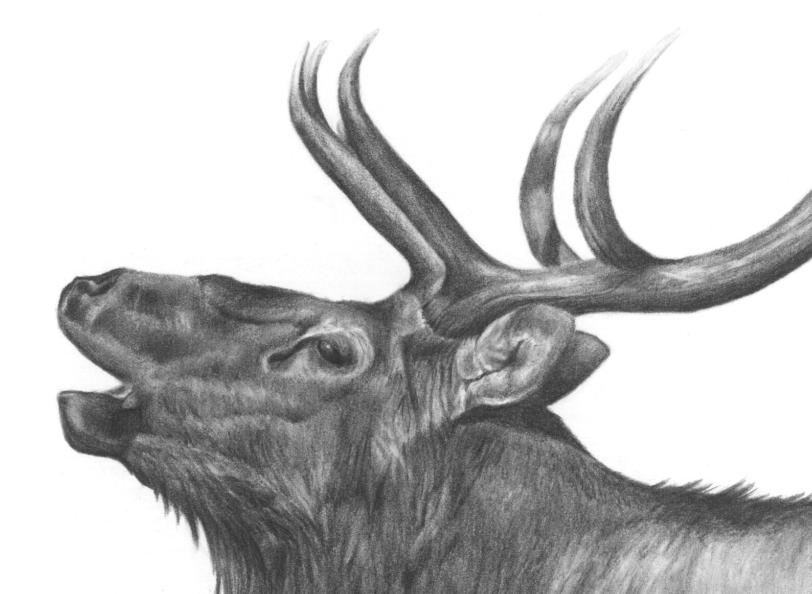 Elk Art Print, Bugling Elk, American Wildlife, Decor for Cabin, Nature ...