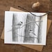 Song Bird Note Card Set, Set of 4 Cards, Wildlife Stationary Art Card ...