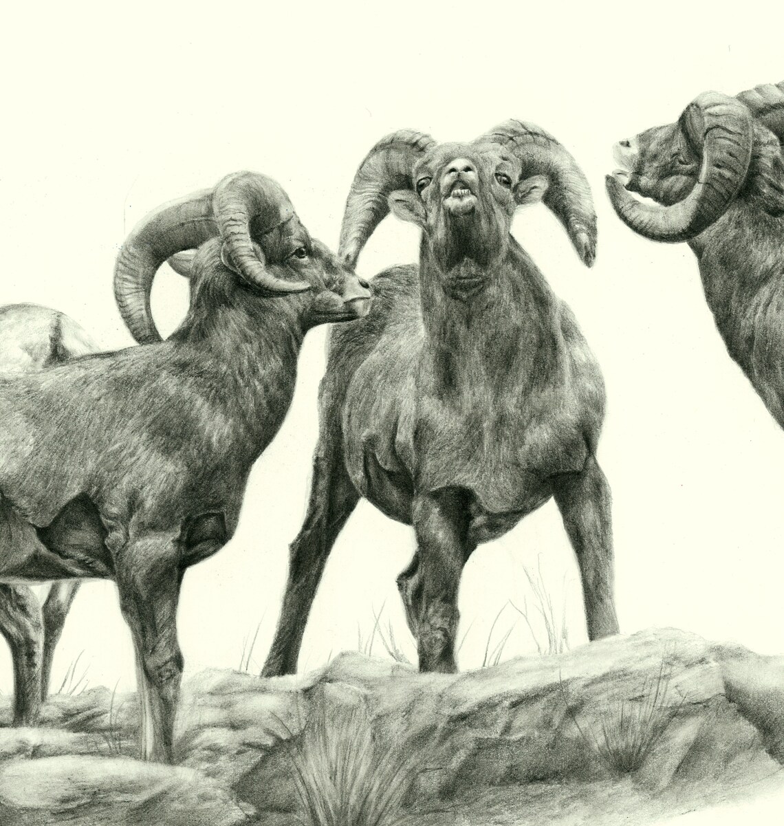 Bighorn Sheep Art Print, Bighorn Ram Pencil Drawing, Bighorn Sheep ...