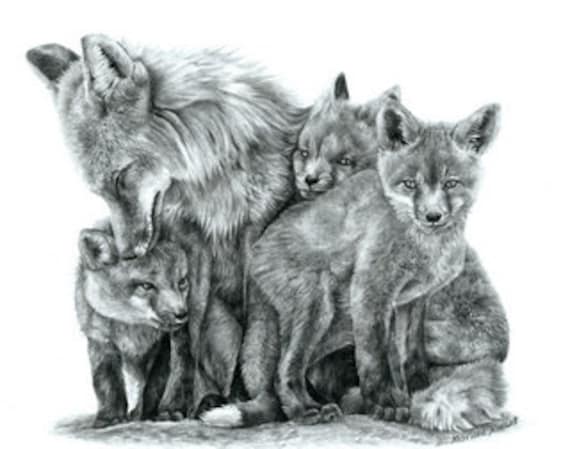 Drawing Of Fox Family