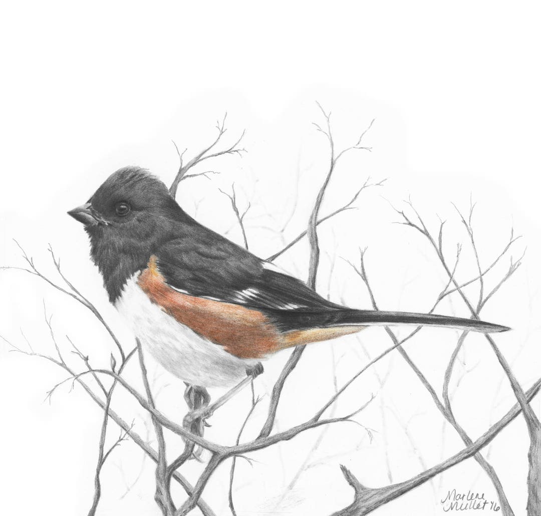 Towhee Art Print, Nature Wall Art Gift for Birder, Pencil Decor for ...