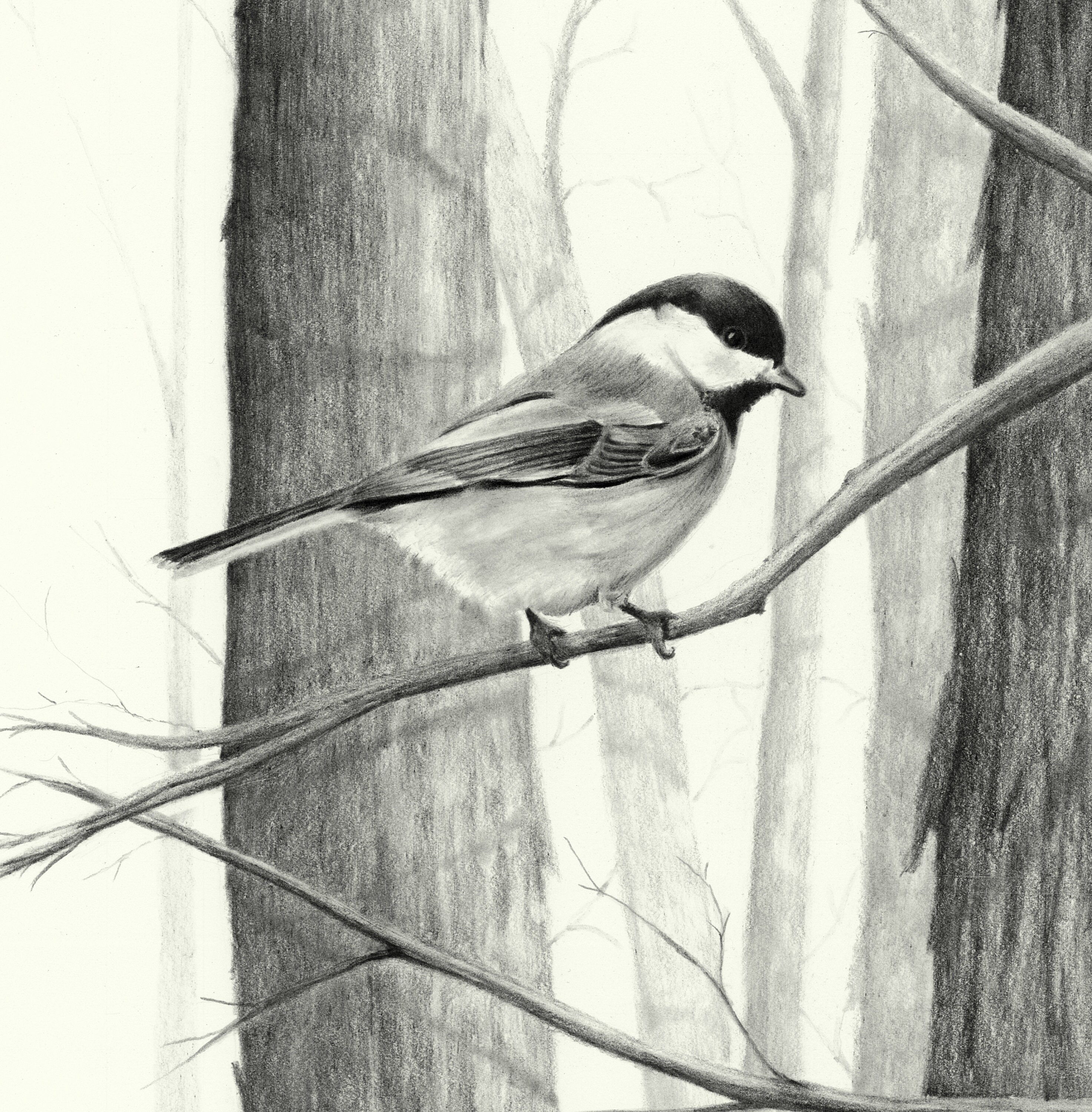 Chickadees Original Drawing Original Artwork Original - Etsy