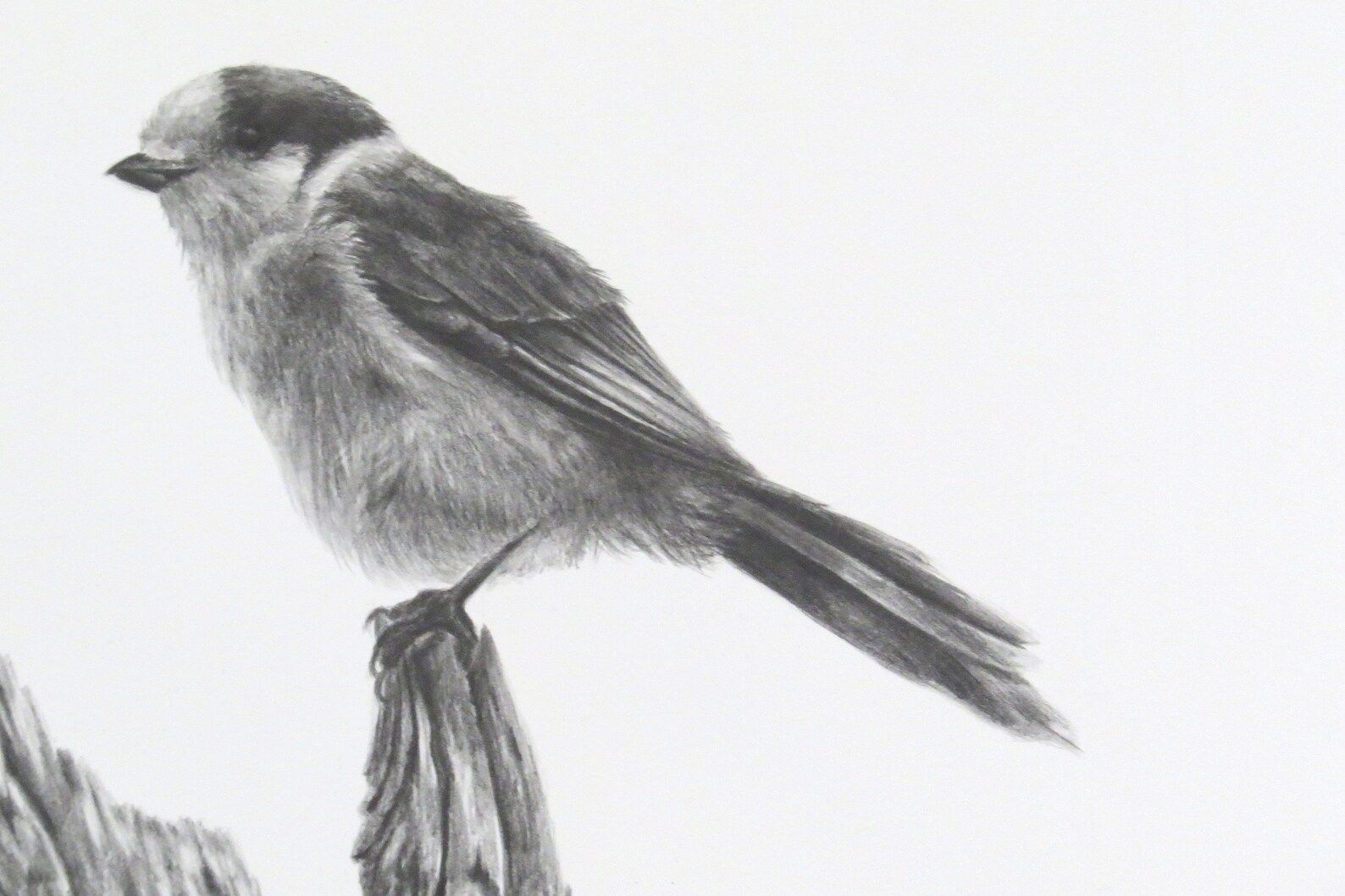 Gray Jay Art Print Bird Art Print Wildlife Decor Gift Cabin - Etsy