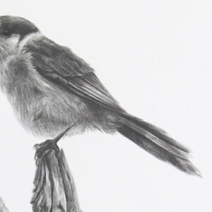 Gray Jay Art Print Bird Art Print Wildlife Decor Gift Cabin - Etsy