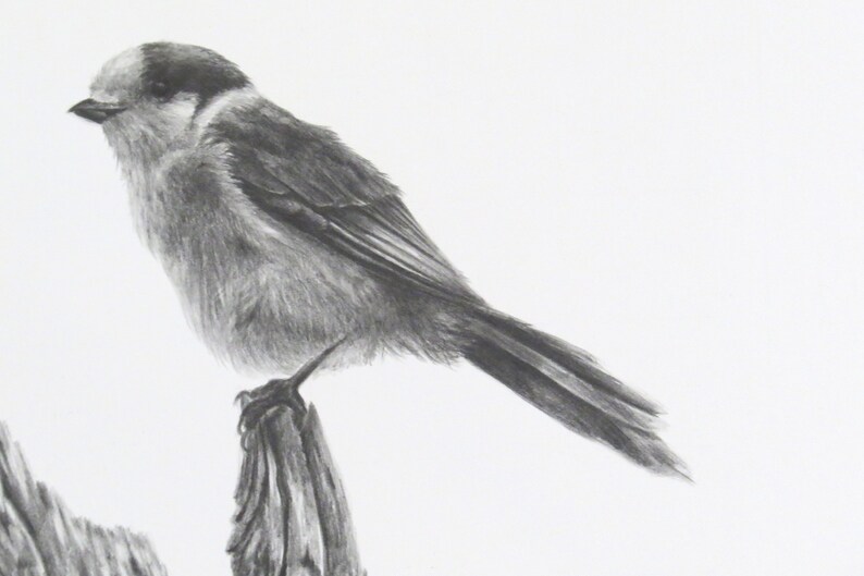 Gray Jay Art Print, Bird Art Print, Wildlife Wall Decor, Rustic Cabin ...