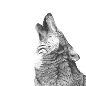 Wolf Note Card Set, Card for Nature Lover, Wolf Wildlife Art ...