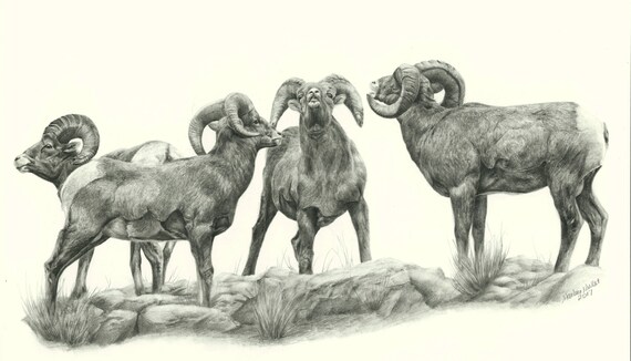 Ram Sheep Drawing