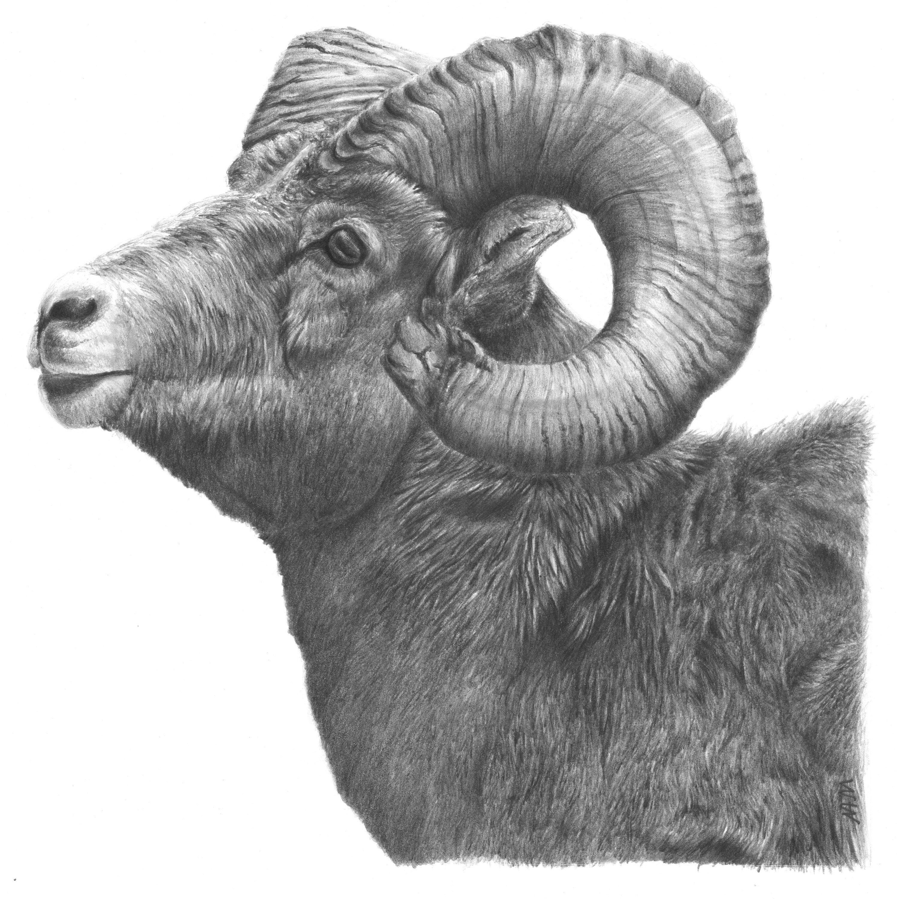Bighorn Sheep Art Print, Wildlife Wall Decor for Cabin, Western Pencil ...