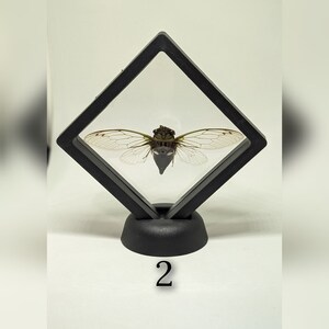 Floating Oddity Frames | Insect Taxidermy | Ethical Taxidermy ...