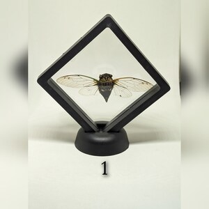 Floating Oddity Frames | Insect Taxidermy | Ethical Taxidermy ...