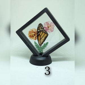 Floating Oddity Frames | Insect Taxidermy | Ethical Taxidermy ...