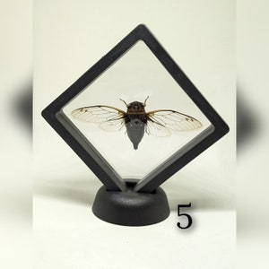 Floating Oddity Frames | Insect Taxidermy | Ethical Taxidermy ...