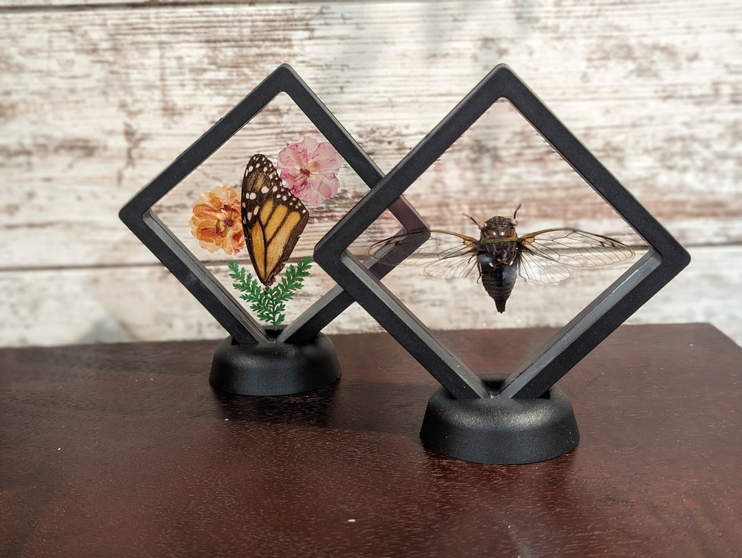 Floating Oddity Frames | Insect Taxidermy | Ethical Taxidermy ...