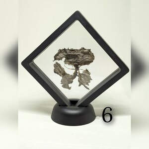 Floating Oddity Frames | Insect Taxidermy | Ethical Taxidermy ...