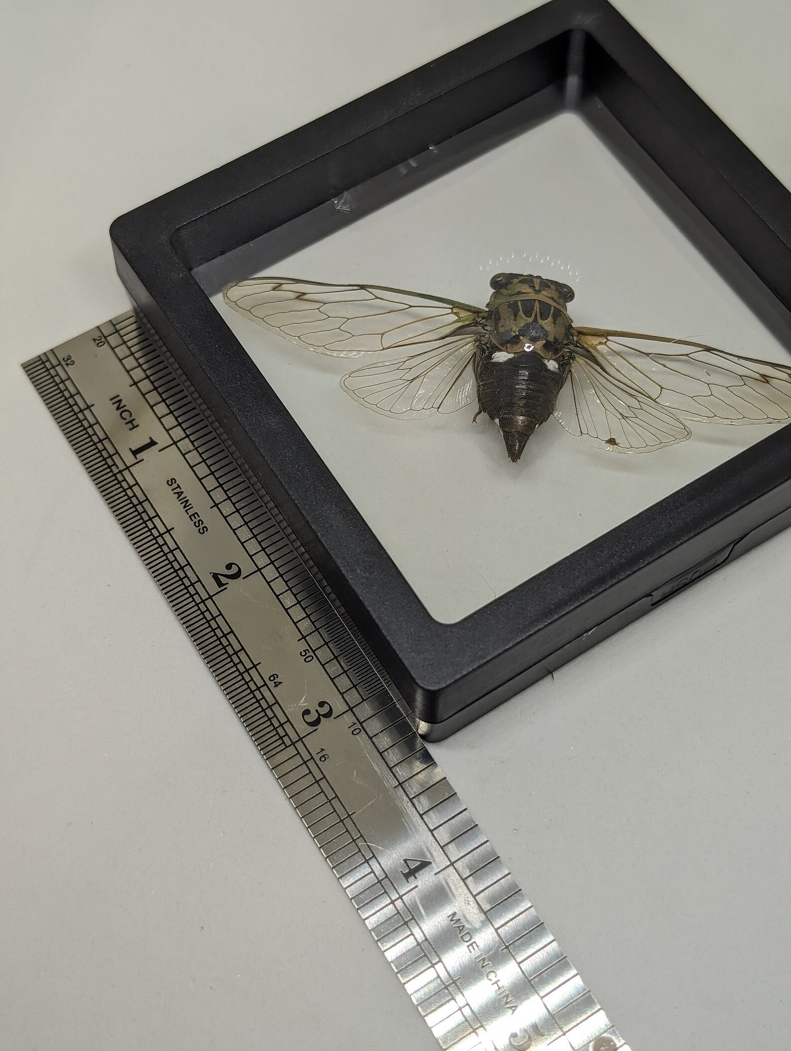 Floating Oddity Frames | Insect Taxidermy | Ethical Taxidermy ...