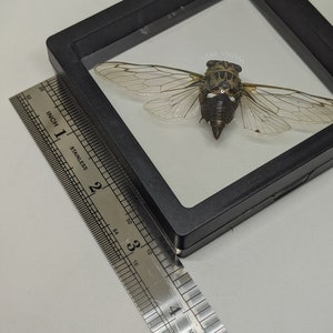 Floating Oddity Frames | Insect Taxidermy | Ethical Taxidermy ...