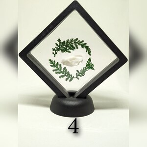 Floating Oddity Frames | Insect Taxidermy | Ethical Taxidermy ...