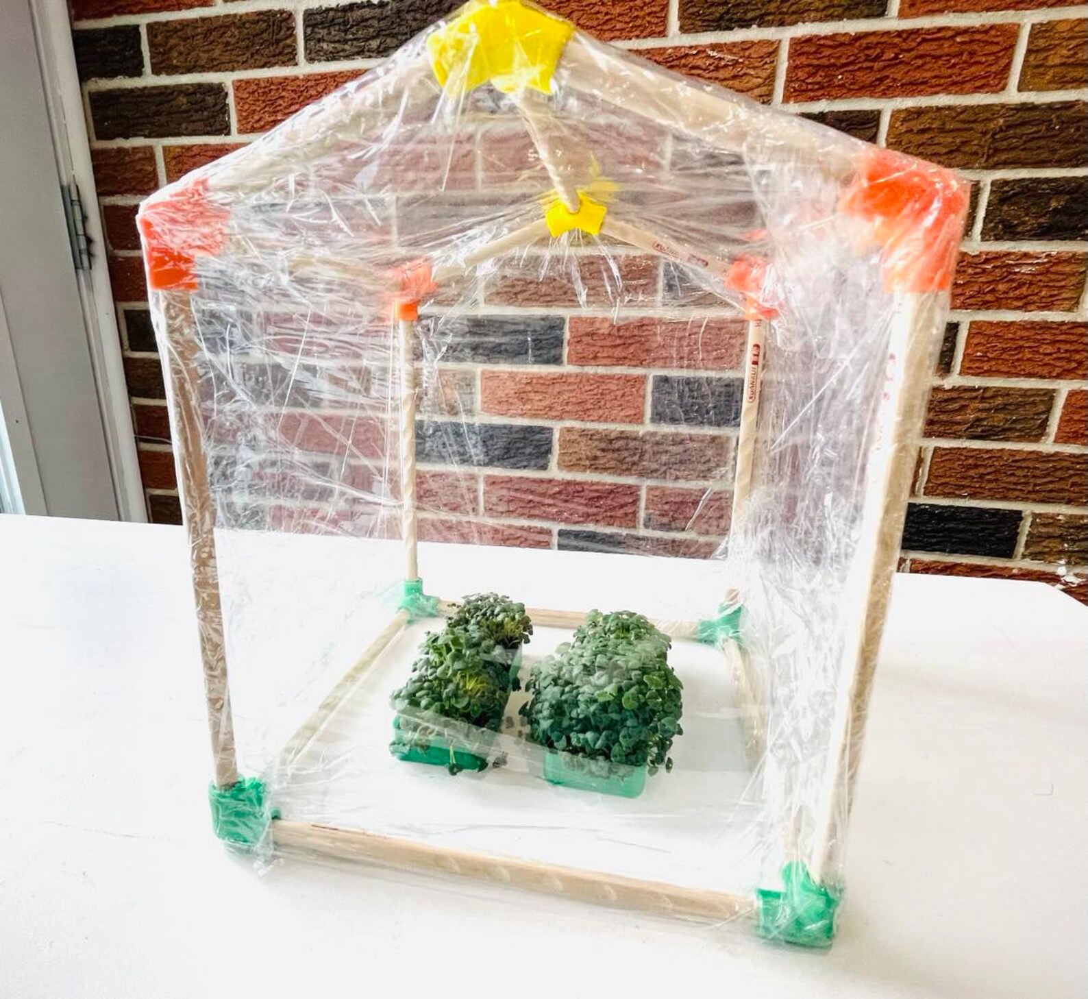 DIY Mini Greenhouse Kit, Chia Seed Garden, Seed Starter, Window Sill ...