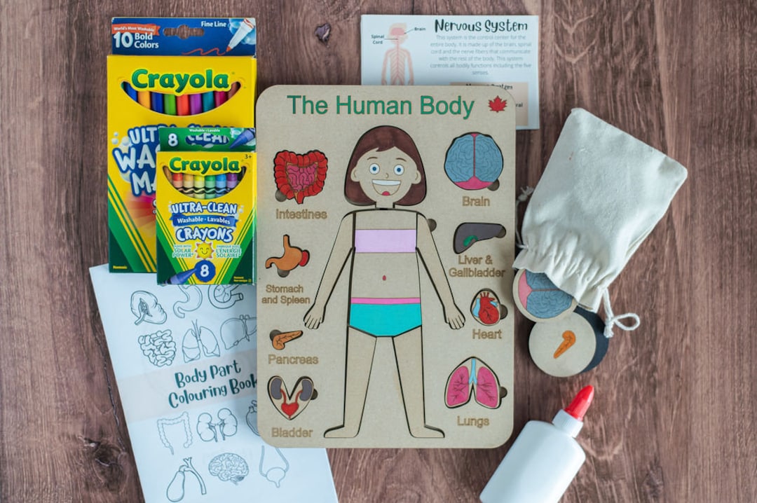 DIY Female Human Body Puzzle Kit, Internal Organs Matching Game ...