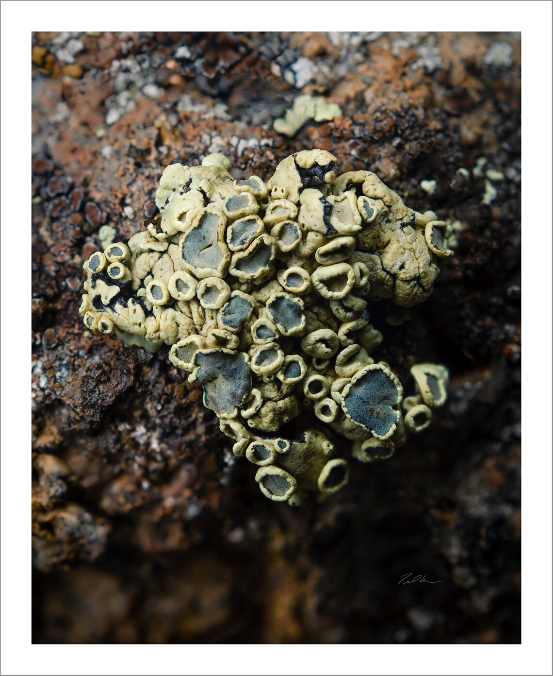 Honey Bunches of Lichen - Lichen Photos - Colorado - Rocky Mountains ...