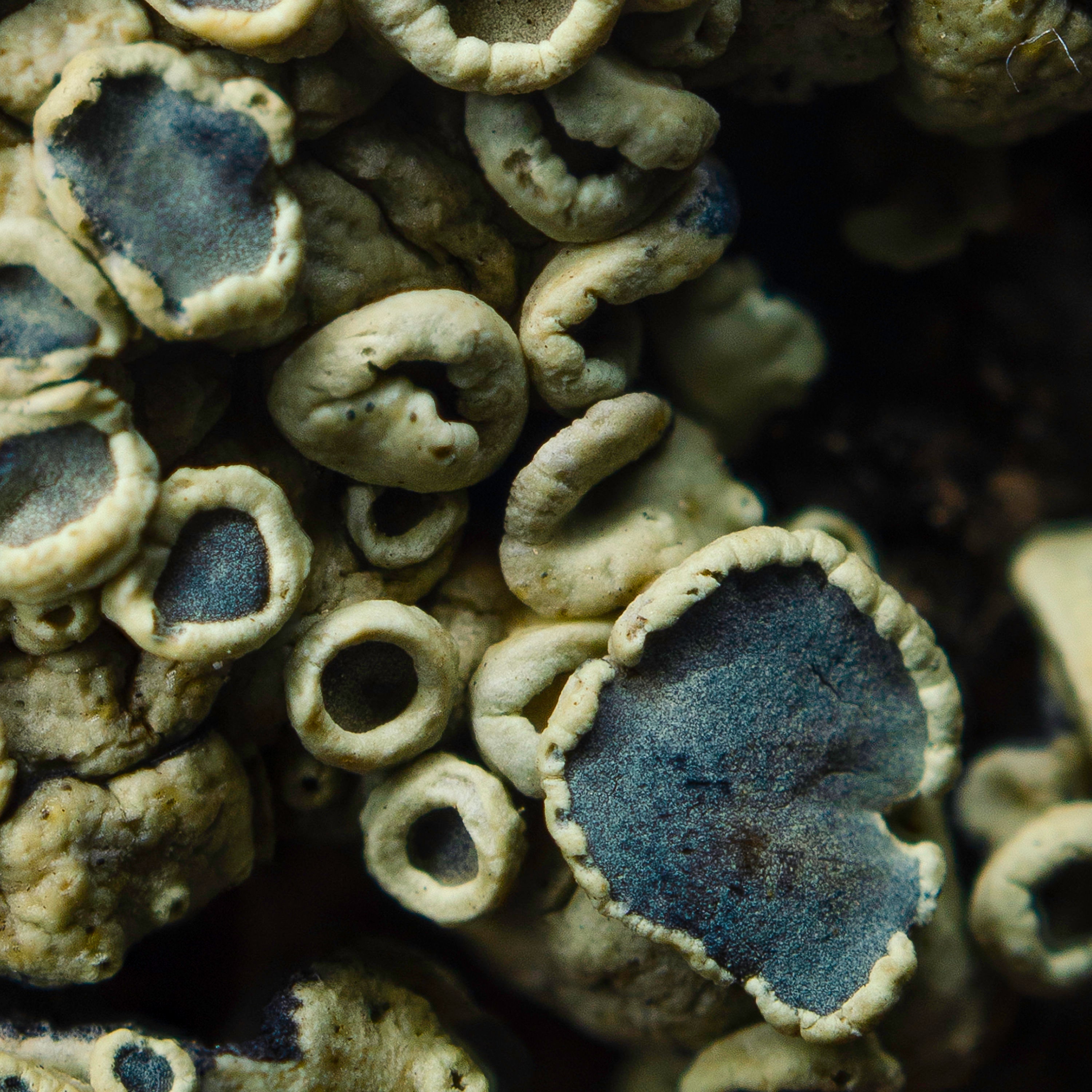 Honey Bunches of Lichen - Lichen Photos - Colorado - Rocky Mountains ...