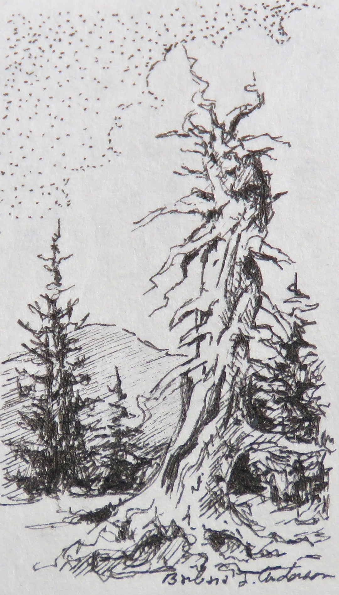 Gnarly Old Tree: Miniature Pen and Ink Drawing #4 - Etsy