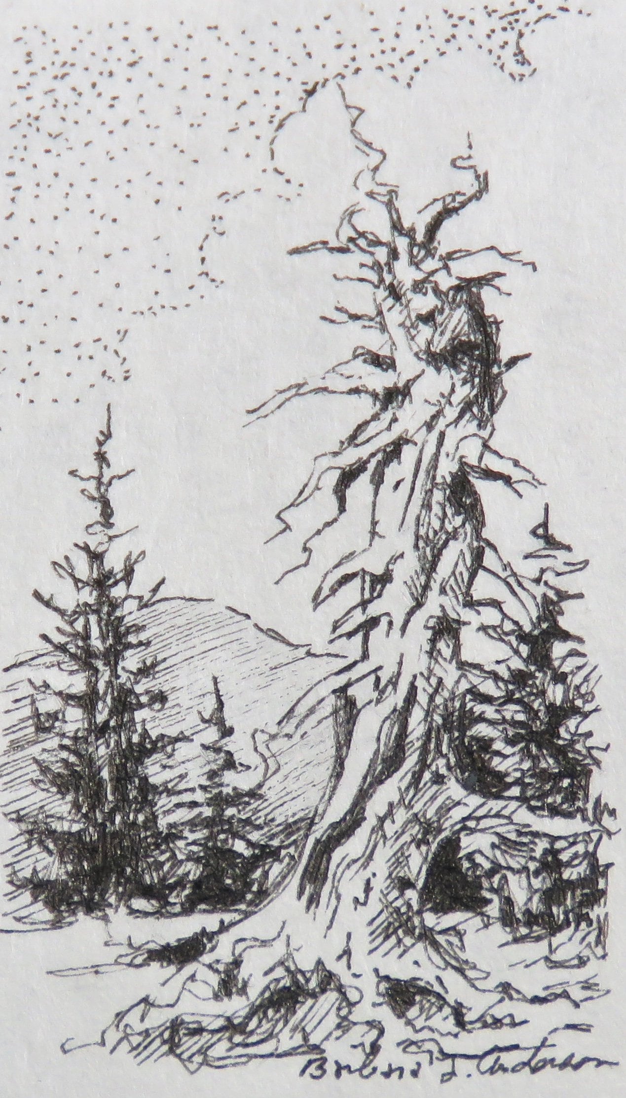Old Pen And Ink Trees