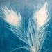 Liquid Cyanotype by Photographers Formulary - Etsy