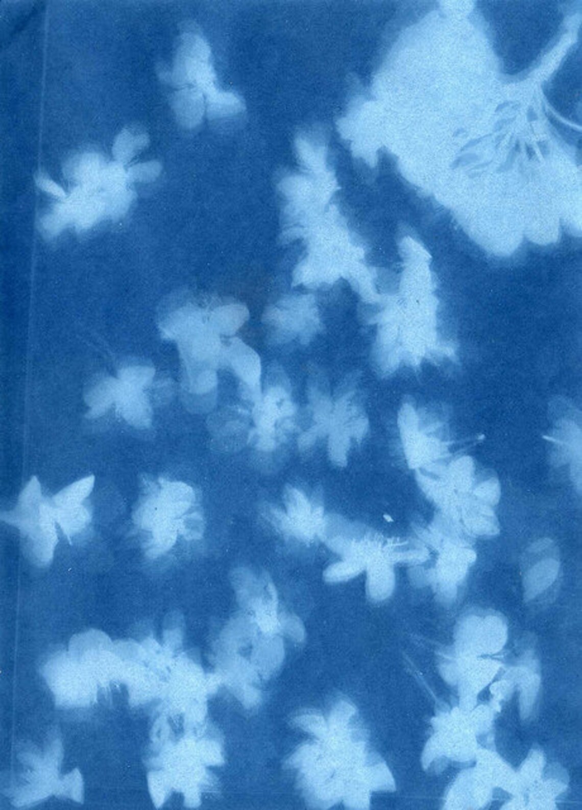 DIY Kit Sunprints Cyanotype Photo Paper Kit 4x4 Square - Etsy