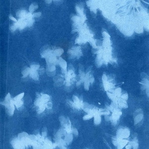 DIY Kit, Sunprints Cyanotype Photo Paper Kit (8x10 Sheets) - Etsy