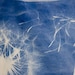 DIY Kit Sunprints Cyanotype Photo Paper Kit 8x10 Sheets - Etsy
