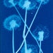 DIY Kit Sunprints Cyanotype Photo Paper Kit 8x10 Sheets - Etsy