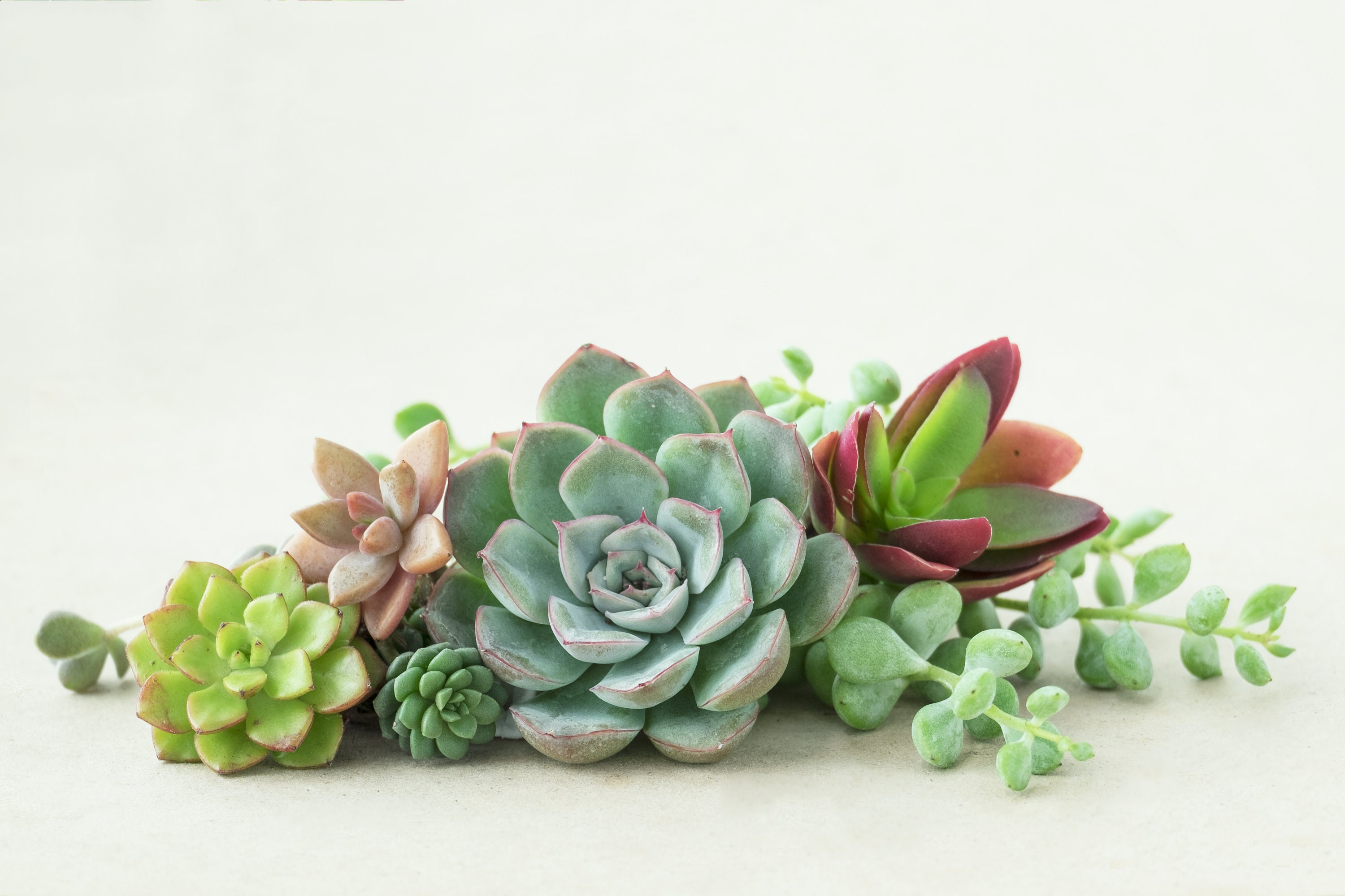 Small Succulents Pack, Live Plants (with Roots These Are Not Cuttings ...