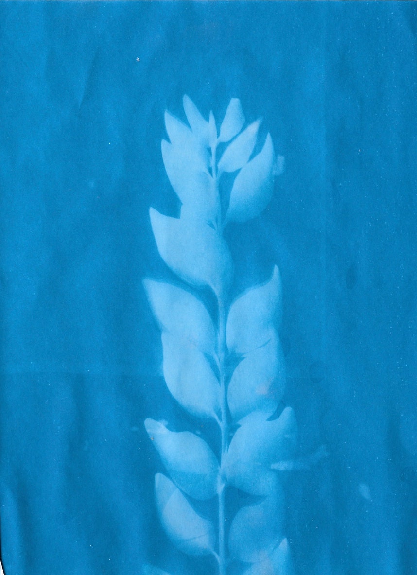 Cyanotype Liquid by Photographers' Formulary | Etsy