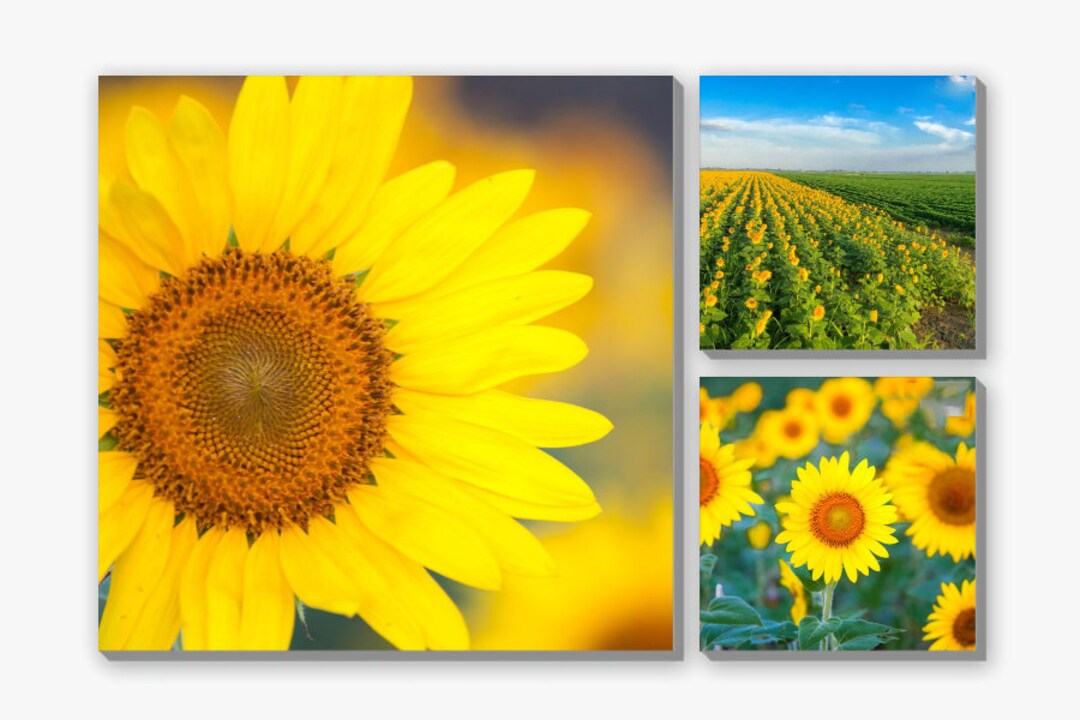 Wall Collage Nature Wall Collage Sunflower Wall Collage Yellow Wall ...