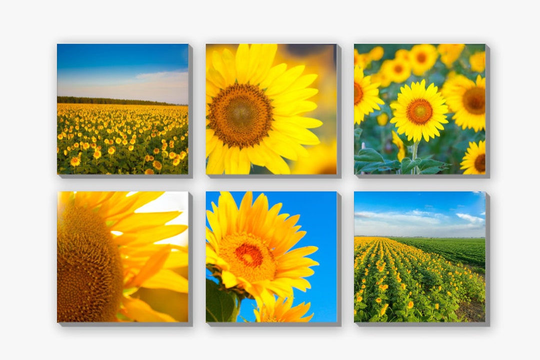 Wall Collage Nature Wall Collage Sunflower Wall Collage Yellow Wall ...