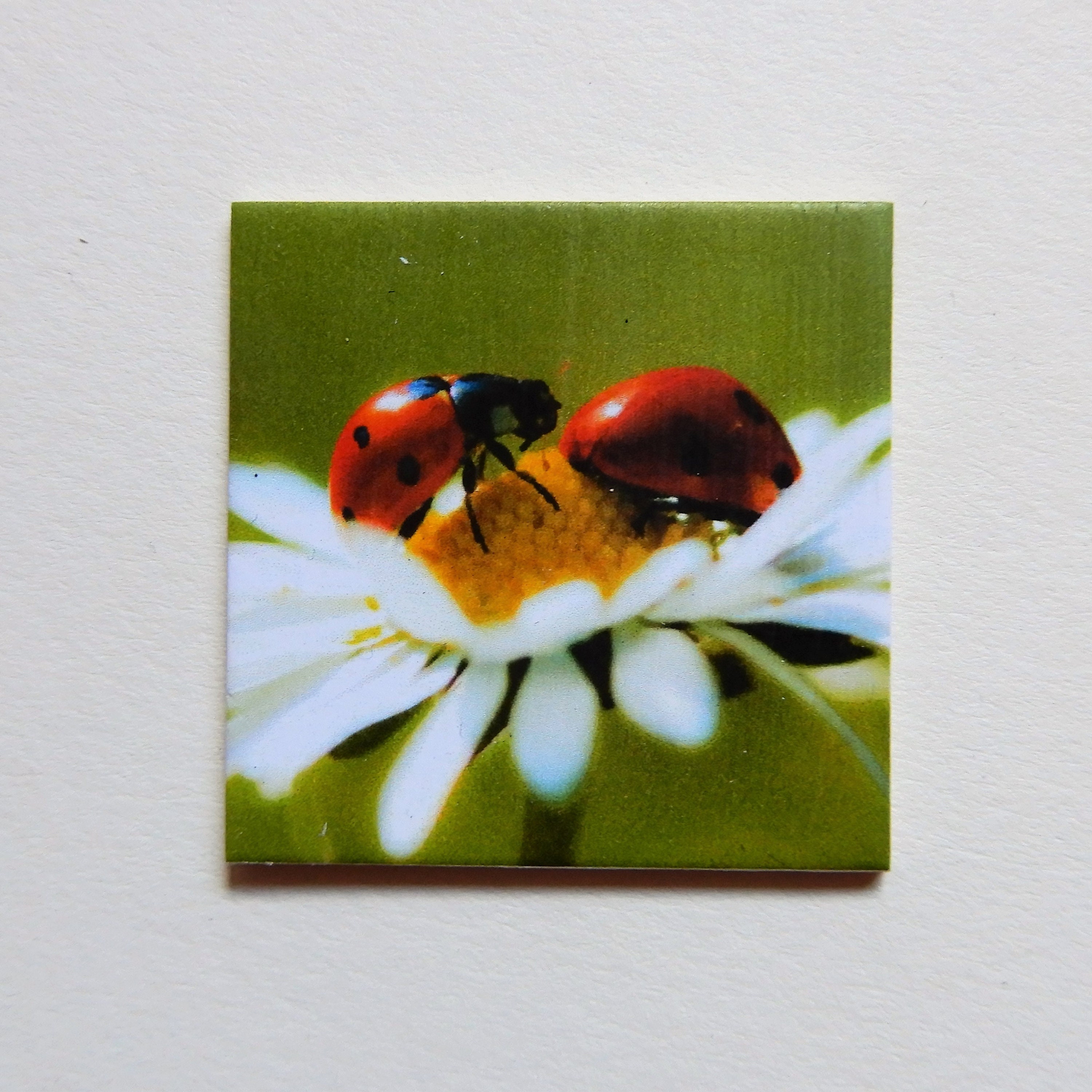 Memory Game Lady Bugs Pictures Matching Game - Etsy