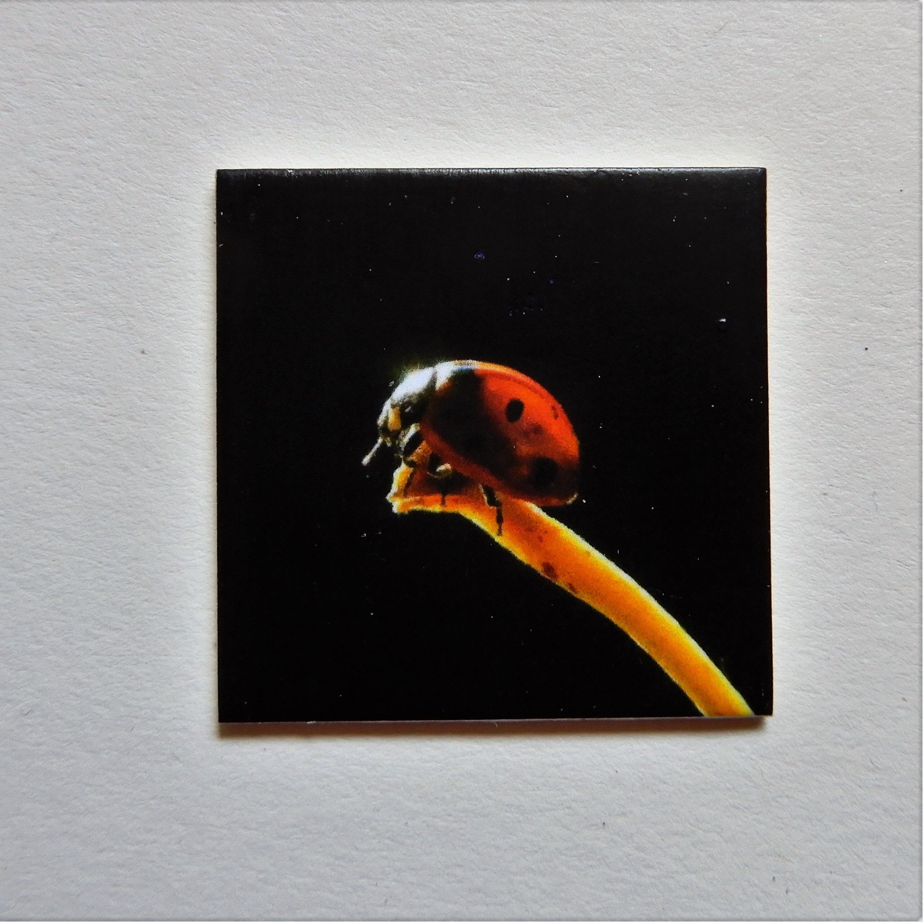 Memory Game Lady Bugs Pictures Matching Game - Etsy