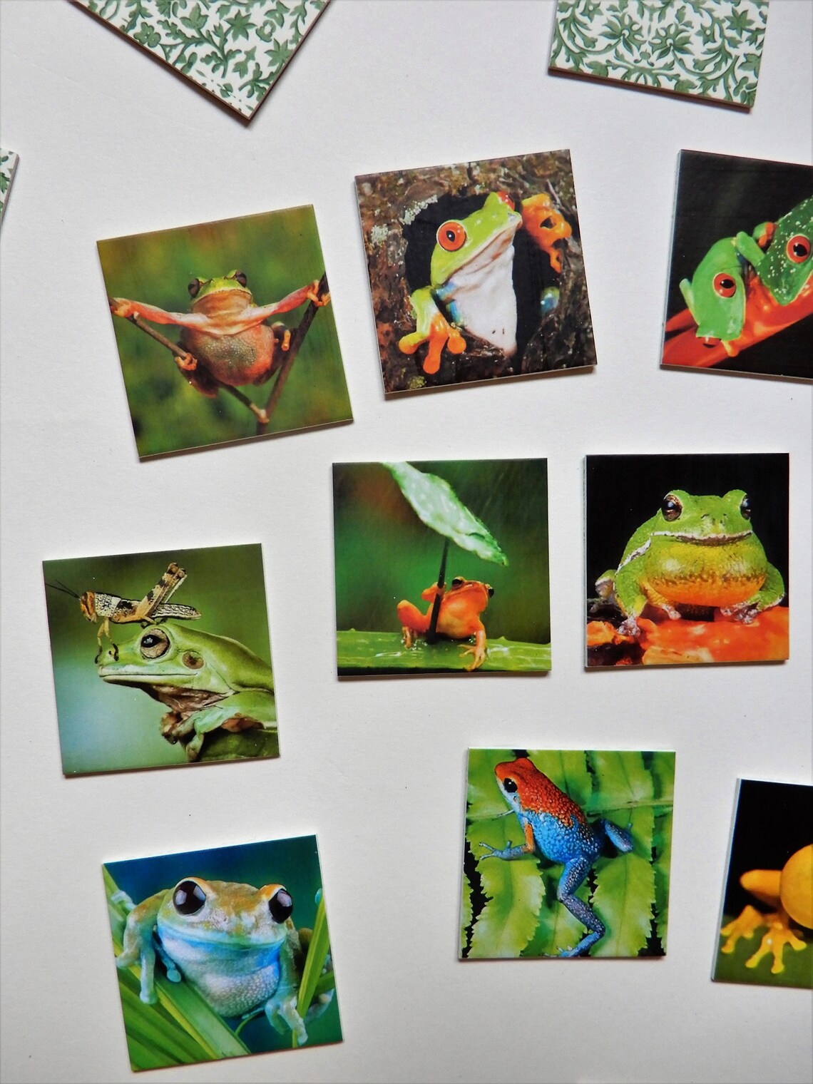 Memory Game Frogs Toads Amphibians Rain Forest Matching Game - Etsy UK
