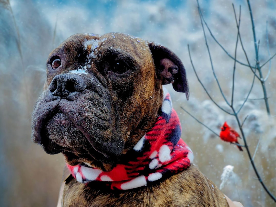 Handmade Buffalo Plaid Fleece Dog Scarf: Winter Paw Print Infinity ...
