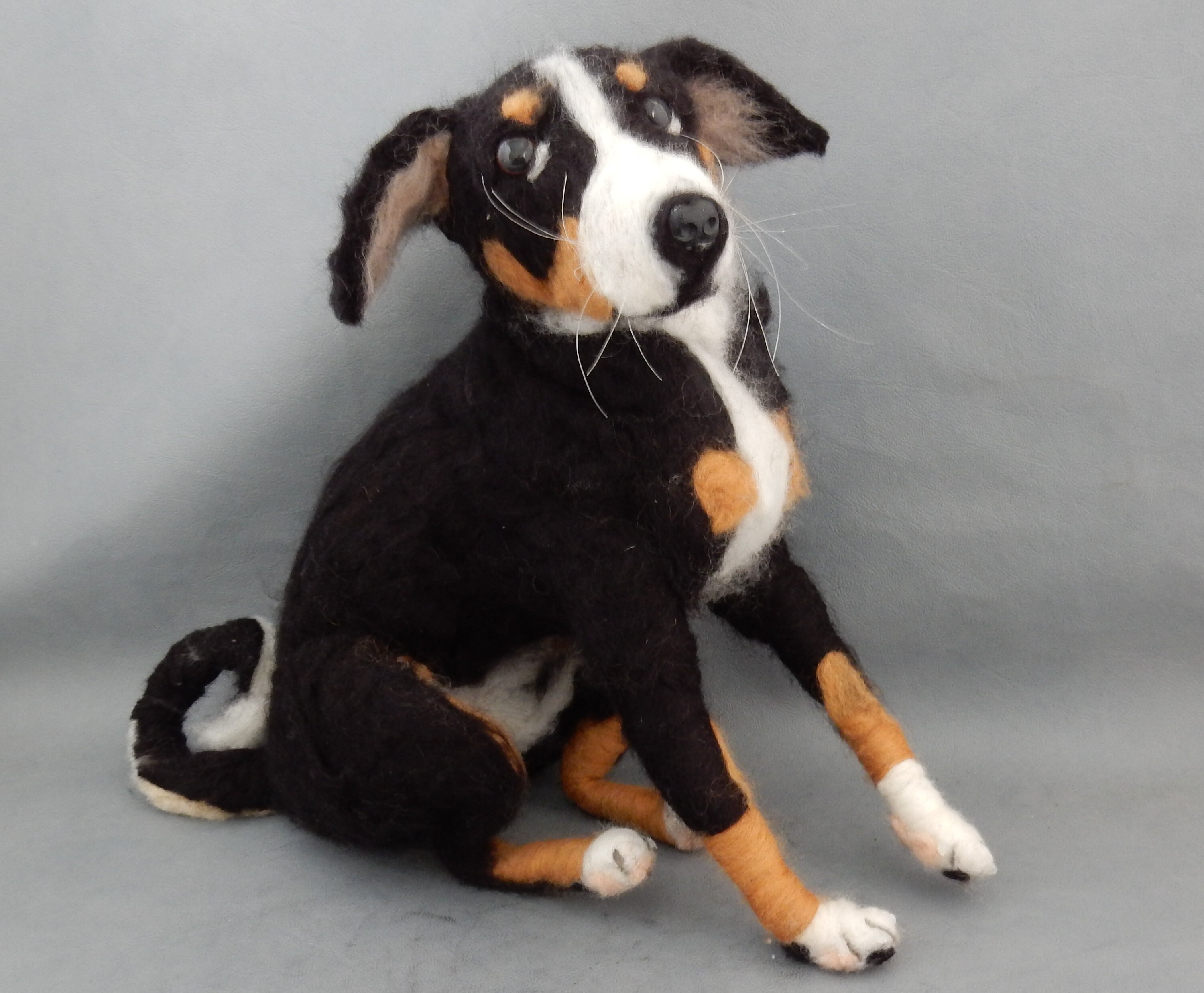 Appenzeller Sennenhund Mix