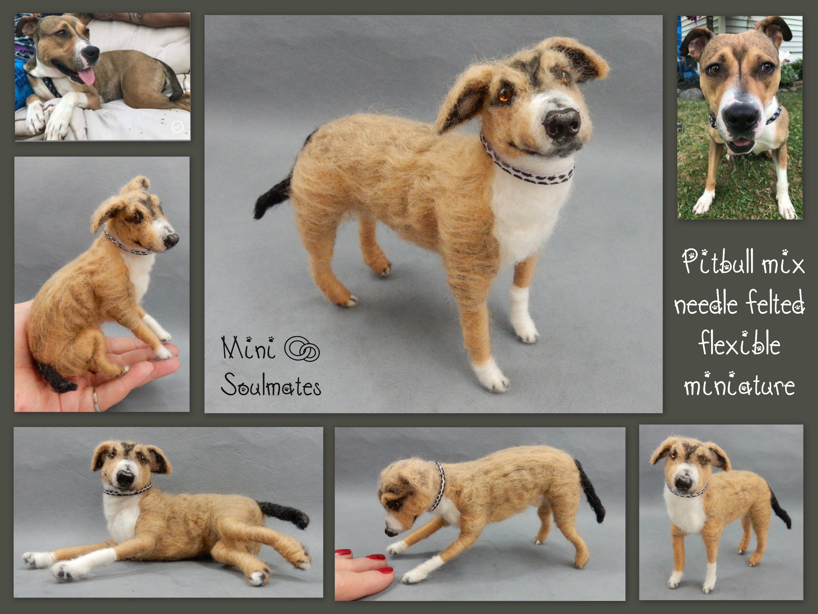 Miniature Pitbull Mix