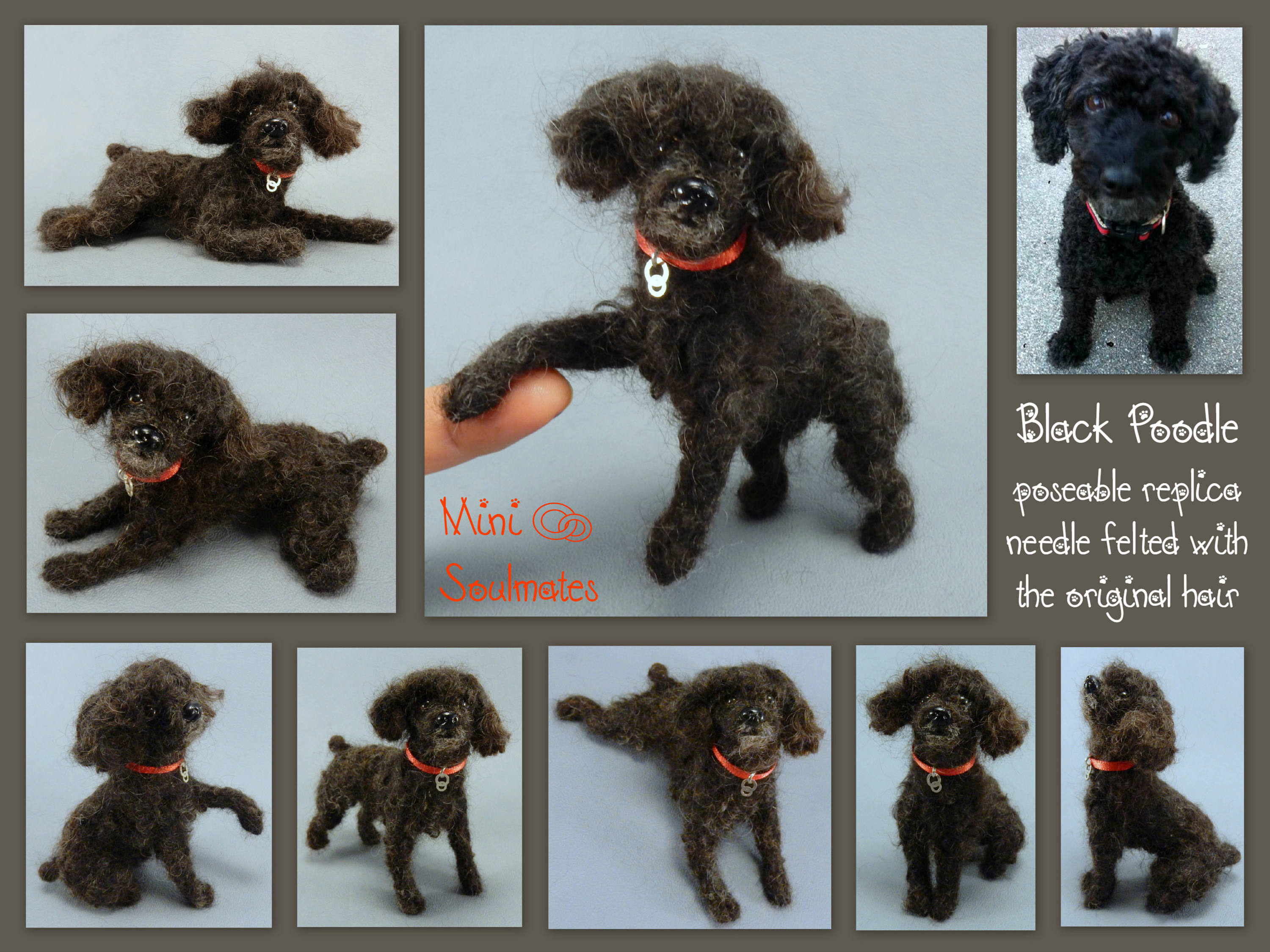 Black Miniature Poodle