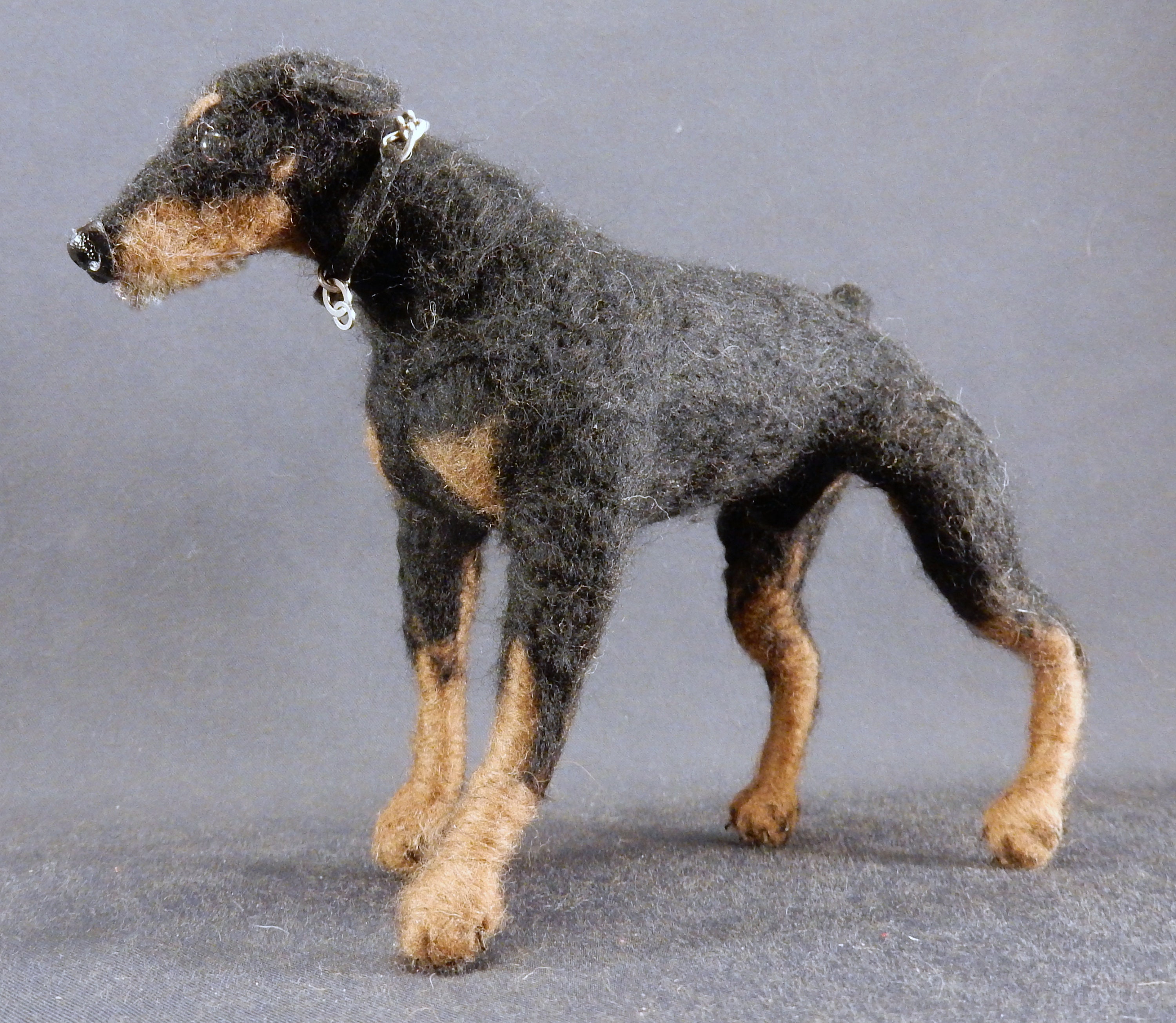 Doberman Cross Poodle