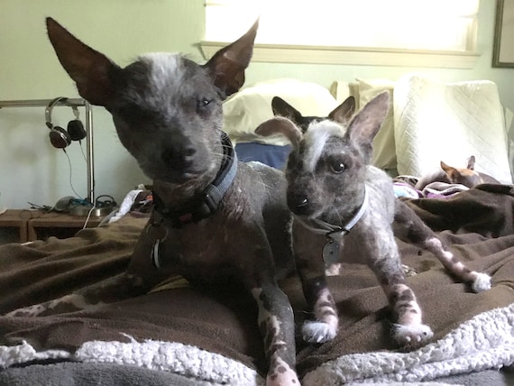 Xoloitzcuintli Poodle Mix