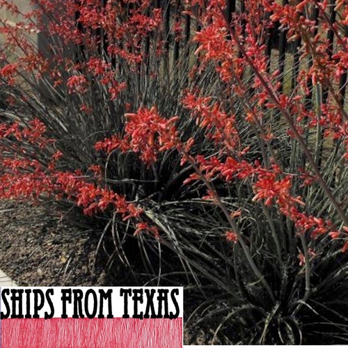 TEXAS RED YUCCA Hesperaloe Parviflora Easy Tough Glowing - Etsy